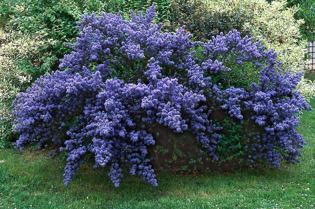 Plant of the month - 'Ceanothus' - Garden Care